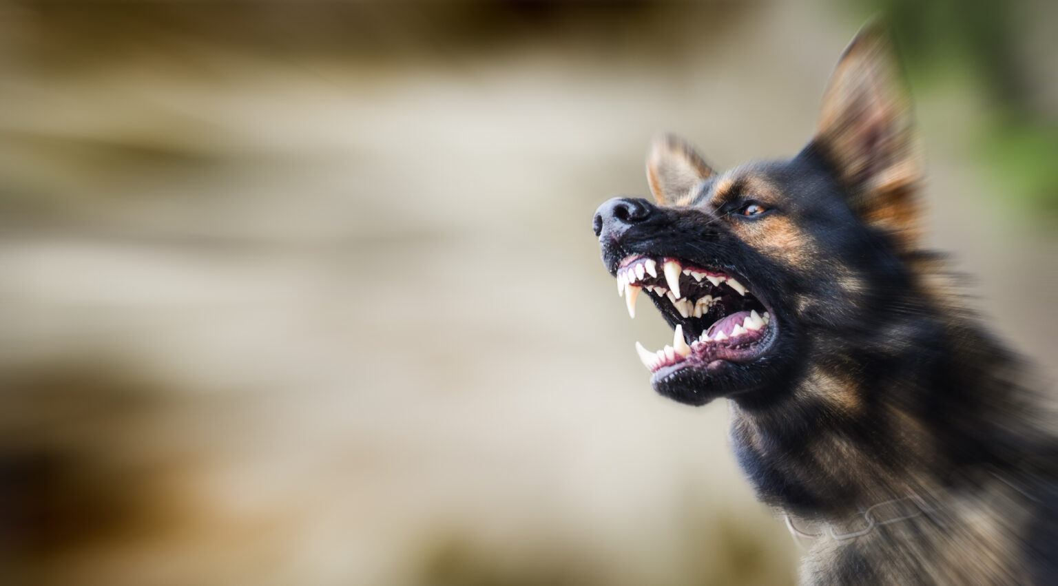 Dog Bite Liability Laws in Arkansas - Caddell Reynolds Law Firm